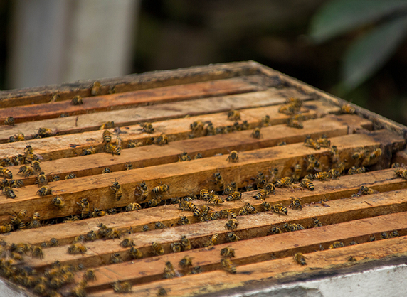 Tarsier - Around Bohol